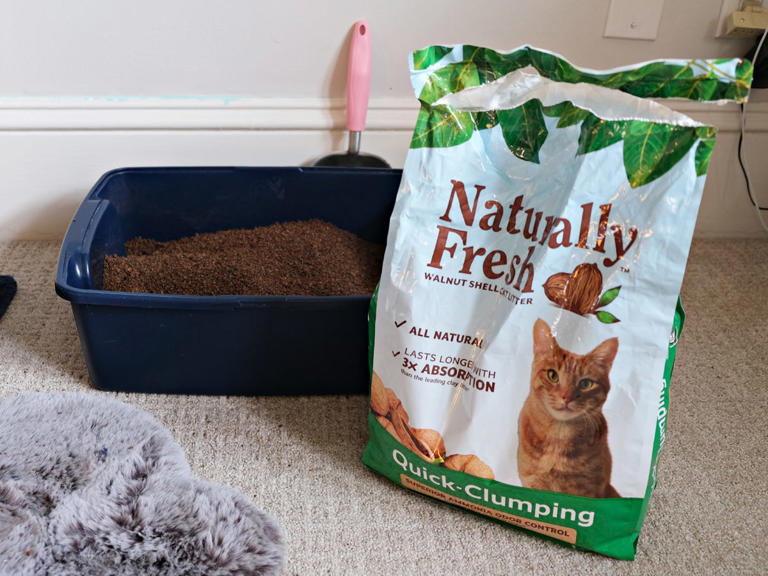 The 5 best natural cat litters of 2025