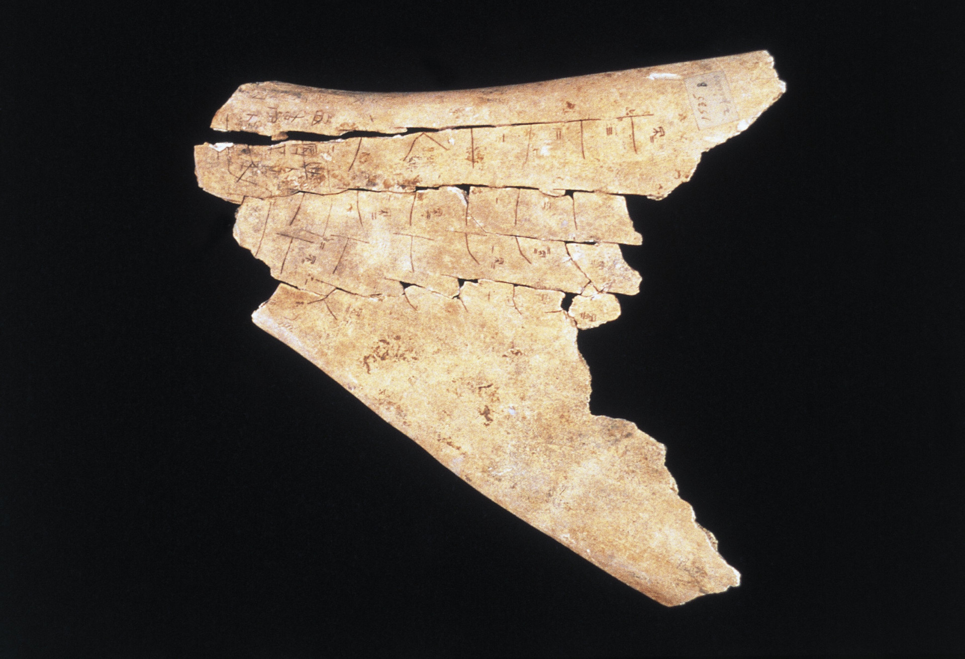 Surprising uses for bones throughout history