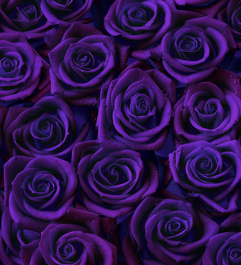 Picking a Valentine's bouquet? Here's what each rose color really means