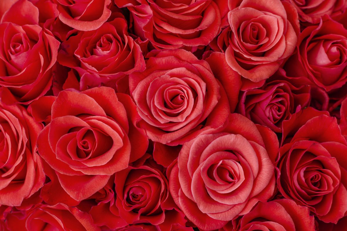 Before Picking a Valentine’s Day Bouquet, Learn What Rose Colors Mean