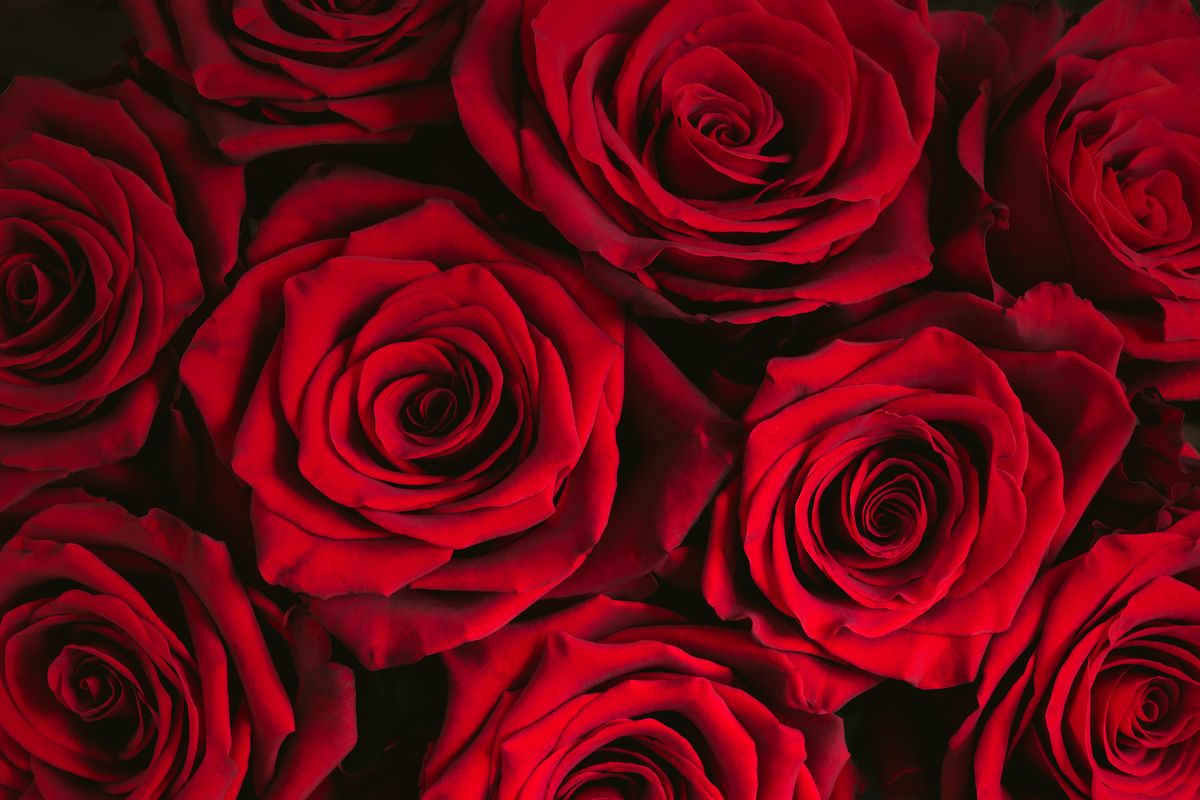 Before Picking a Valentine’s Day Bouquet, Learn What Rose Colors Mean