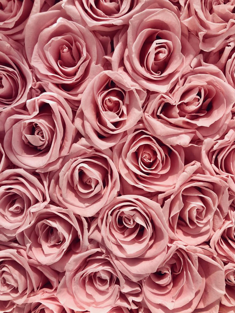 Picking a Valentine's bouquet? Here's what each rose color really means