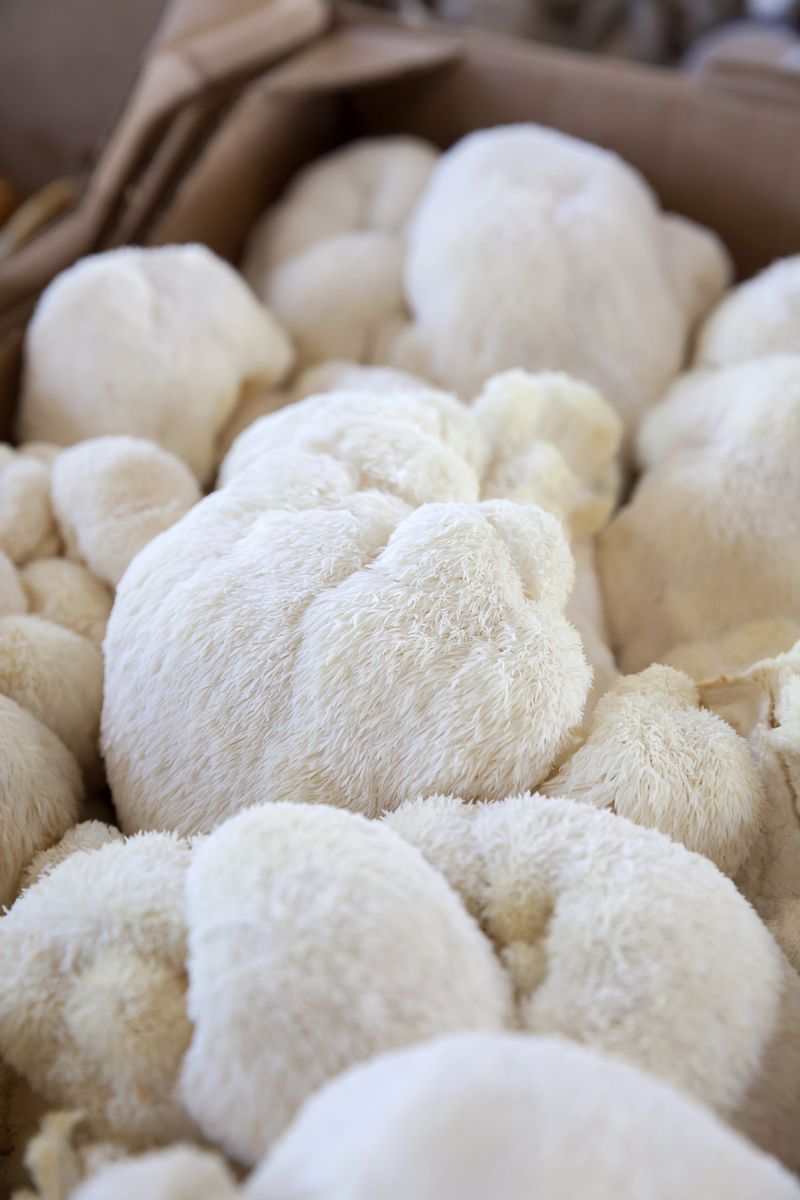 16 Common Types of Mushrooms and How to Use Them in Recipes