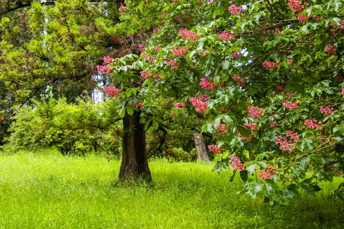 Every Garden Needs One of These Pink Flowering Trees