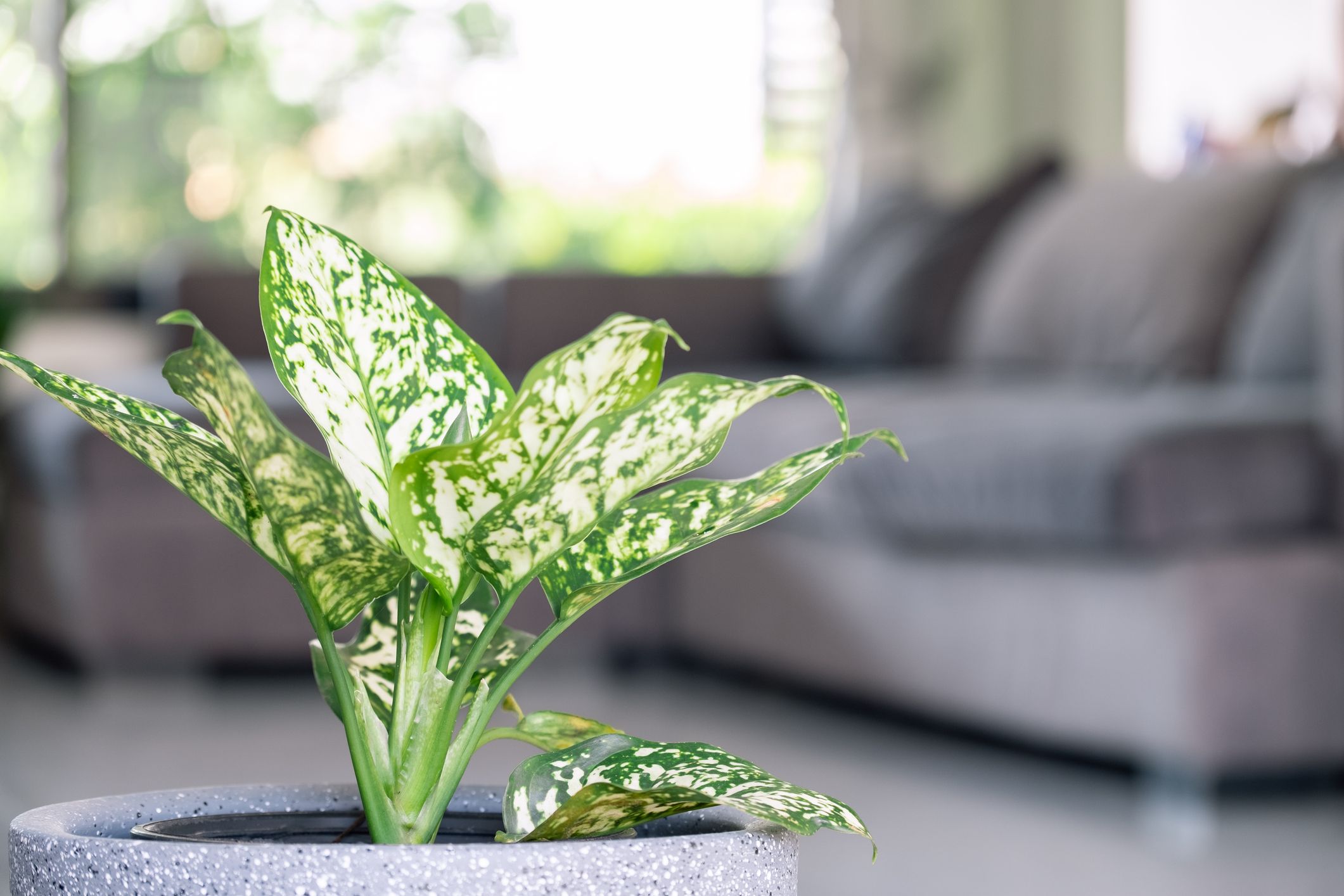 10 Low-Maintenance Houseplants Everyone Should Have in Their Homes