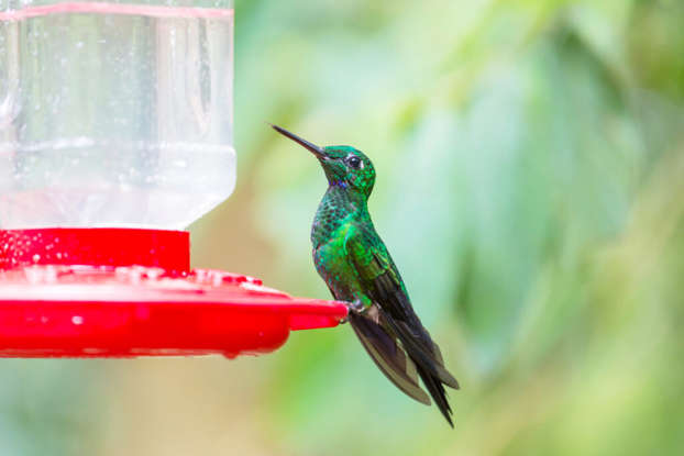 Avoid These Common Blunders When Choosing Your Next Hummingbird Feeder Avoid These Common Blunders When Choosing Your Next Hummingbird Feeder