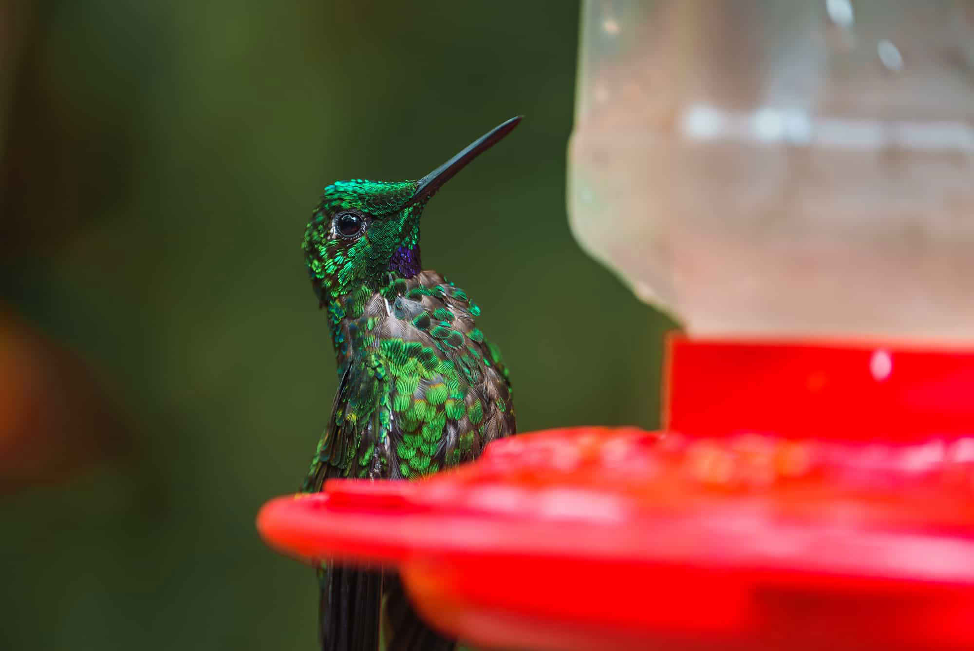 Avoid These Common Blunders When Choosing Your Next Hummingbird Feeder Avoid These Common Blunders When Choosing Your Next Hummingbird Feeder
