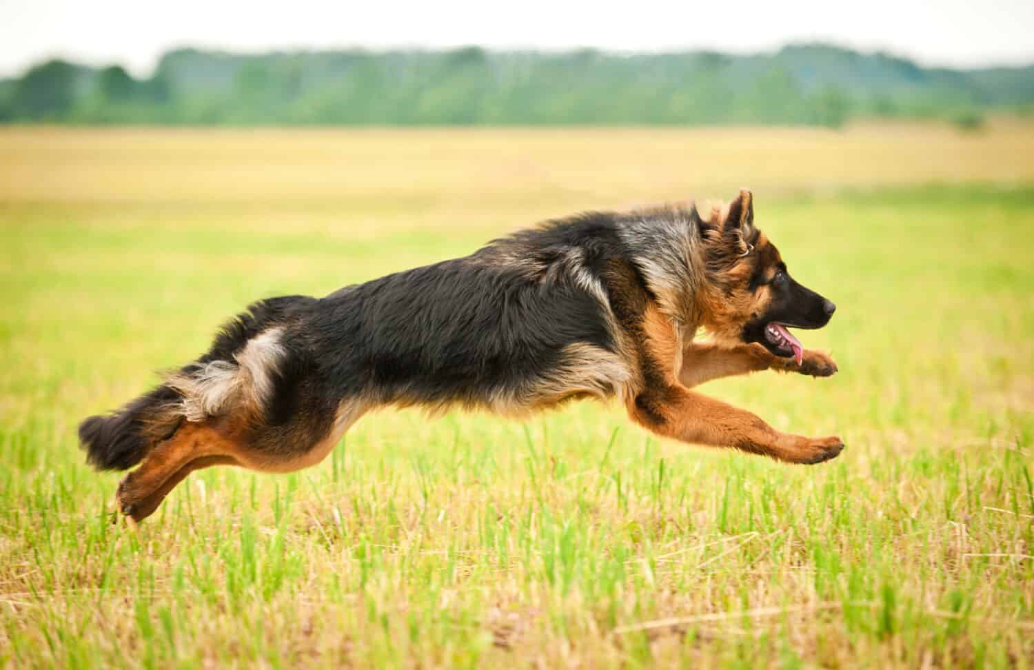 The 9 Dog Breeds With the Highest Prey Drive