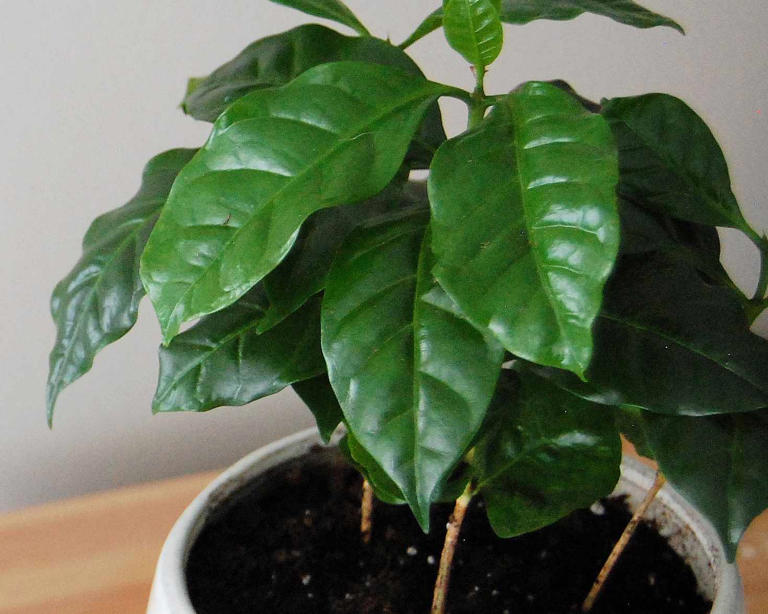 How to Grow and Care for Coffee Plant