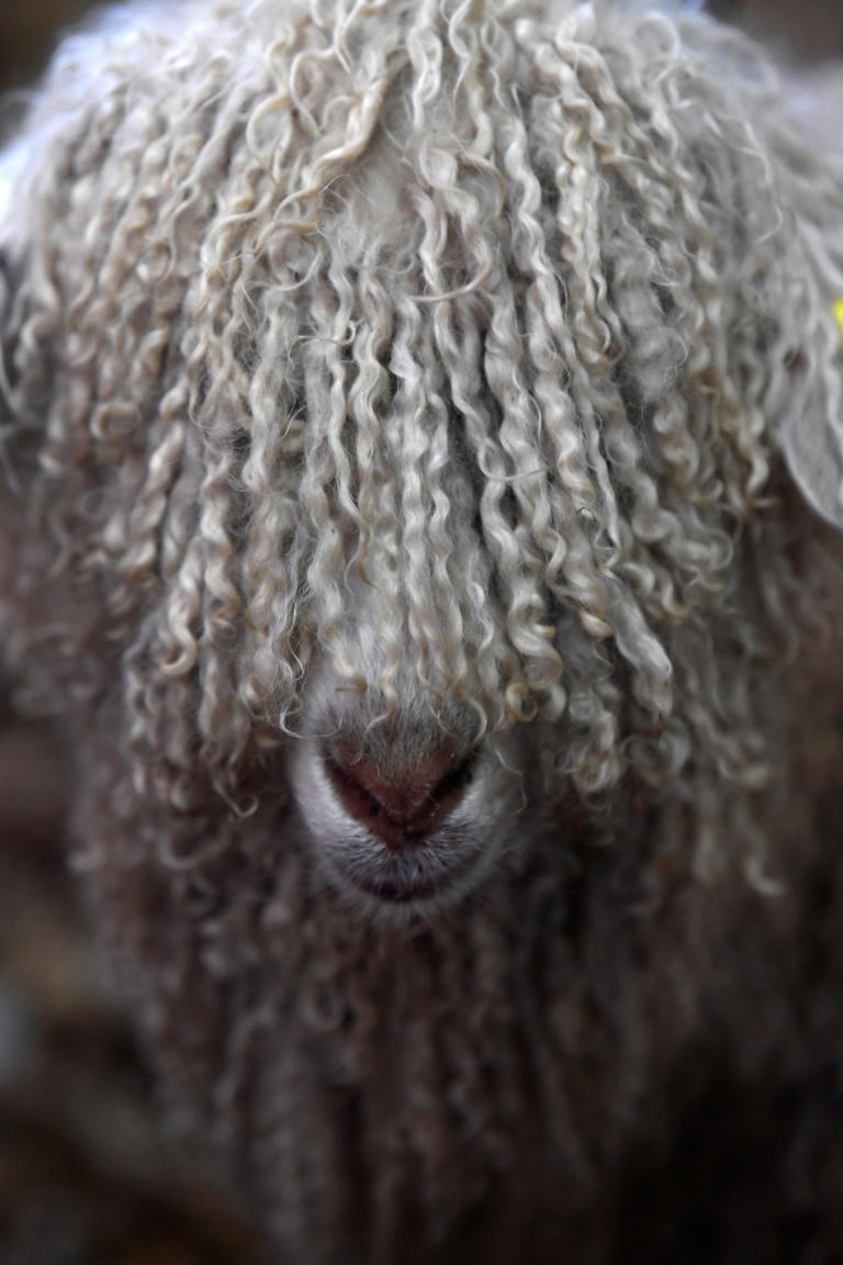 Big Country, Angelo State students named champions at San Antonio Stock ...