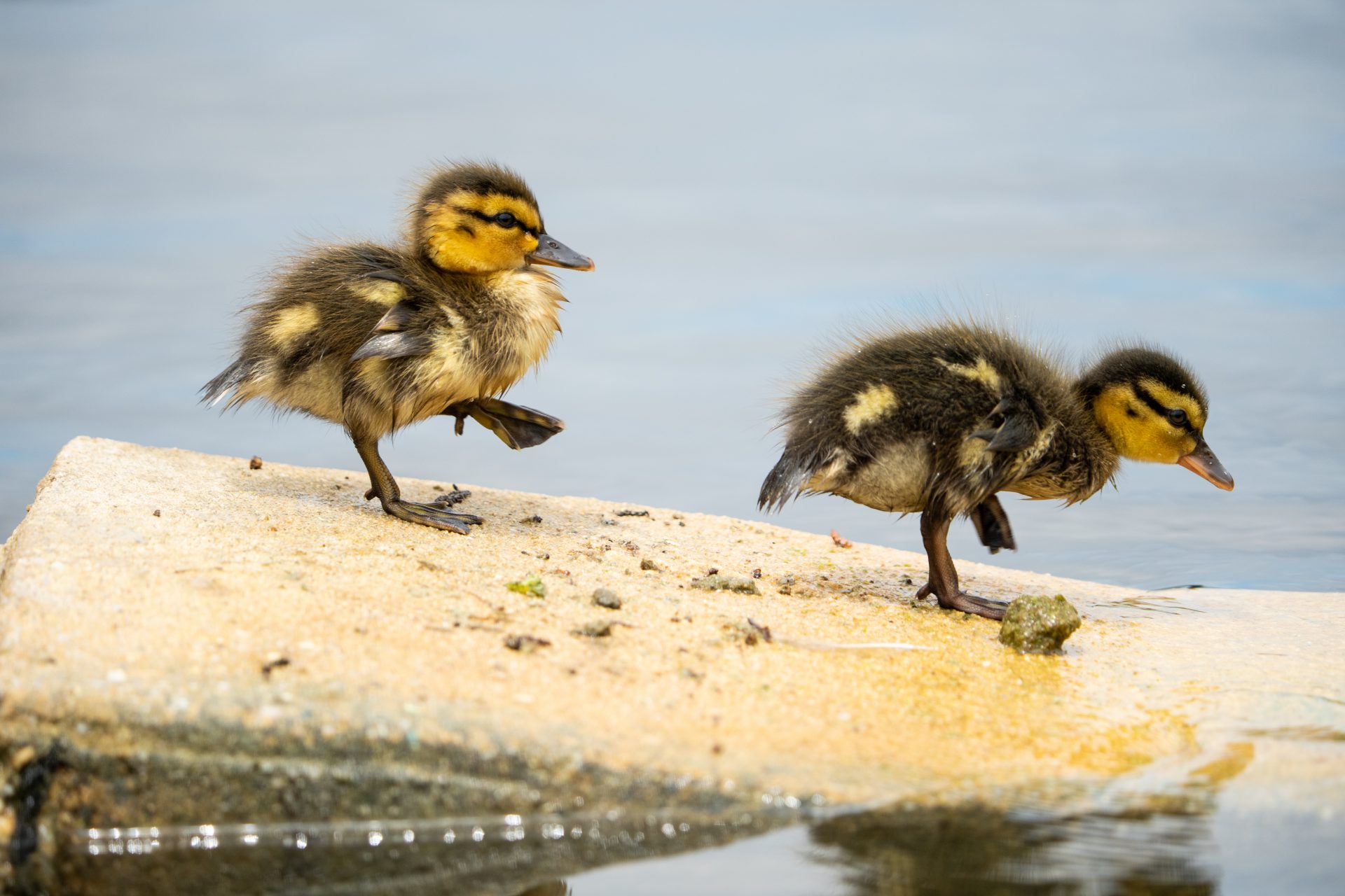 The sweetest pictures of ducks to cheer you up!