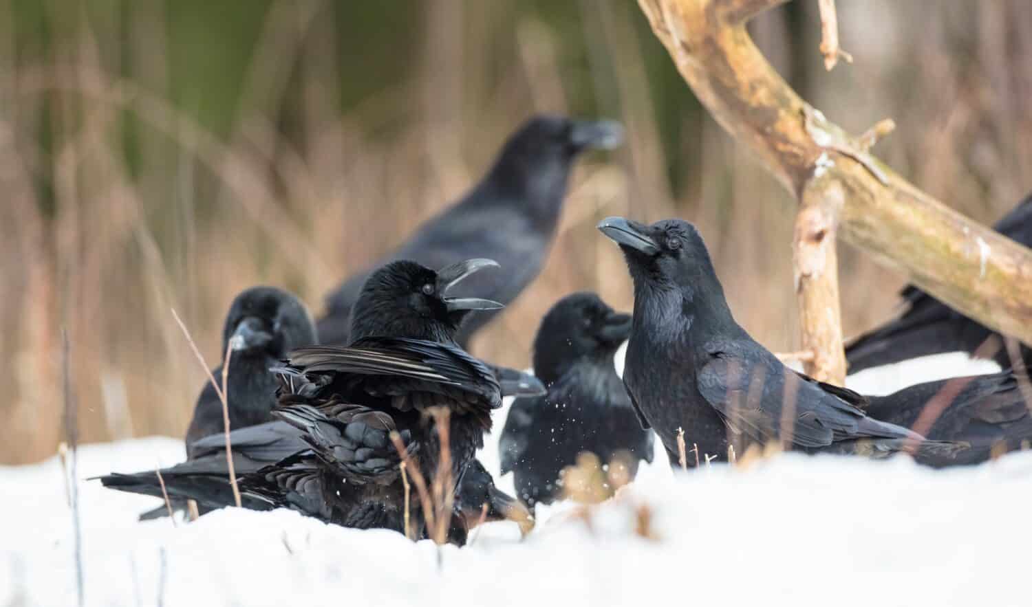 Here’s How You Can Make Your Yard More Raven-Friendly