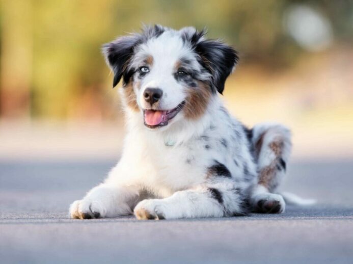Cutest dog breeds? Discover 7 you'll want to bring home