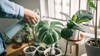Check Your Technique: How to Clean Your Plants