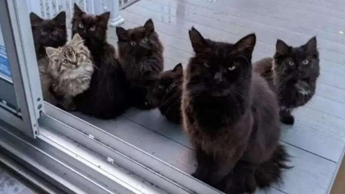 Stray mother cat takes her kittens to meet the woman who saved her life