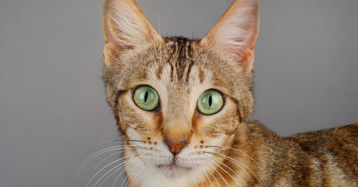 20 Rare Cat Breeds That Are Almost Impossible to Find
