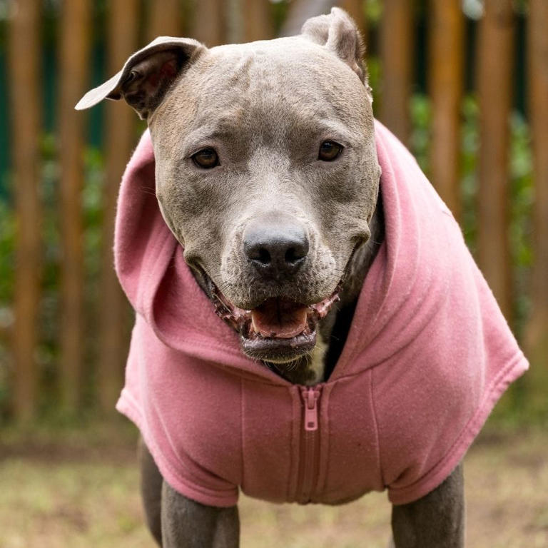 100 hondennamen voor stoere honden