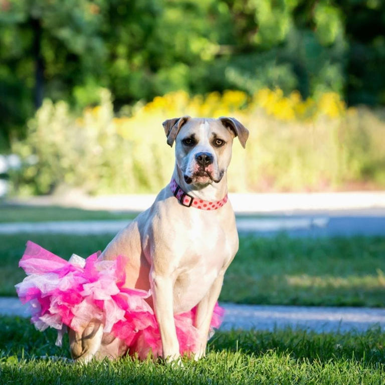 100 hondennamen voor stoere honden