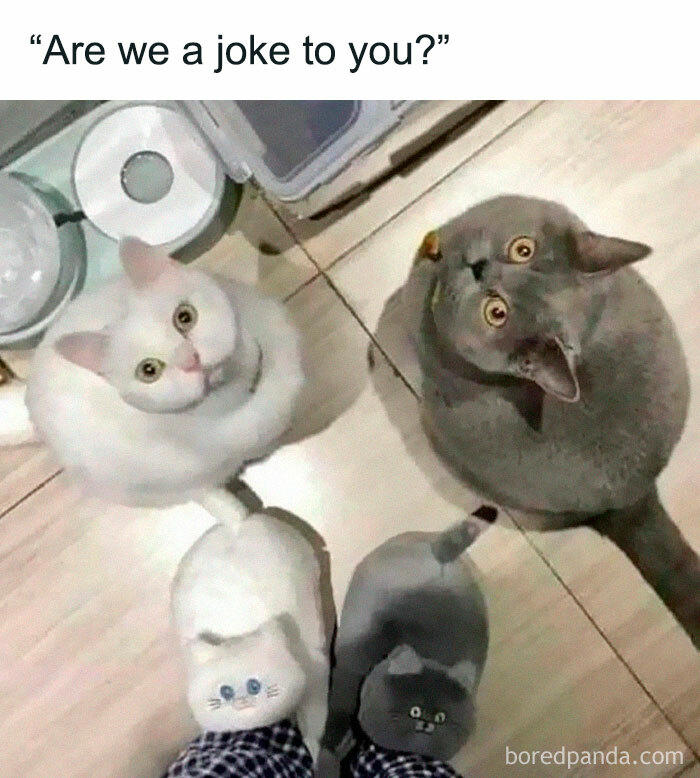 38 hilarious posts from “Funniest Memes” that might make you chuckle