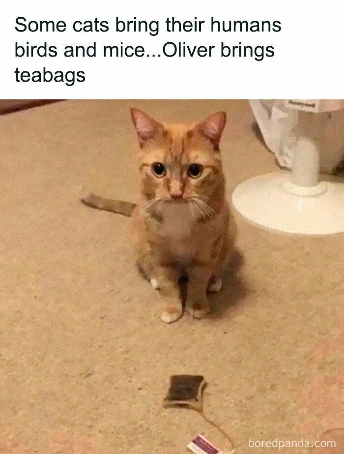 38 hilarious posts from “Funniest Memes” that might make you chuckle