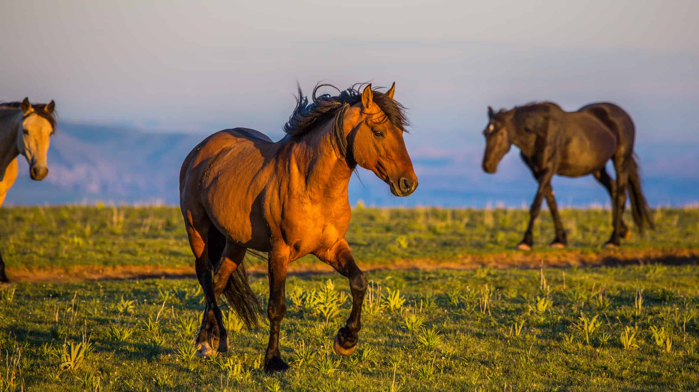 This Is Where You Will Find Most Wild Mustangs in the U.S.