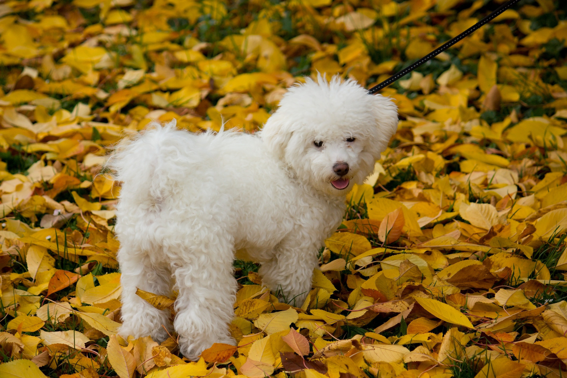 The best dog breeds to have around infants