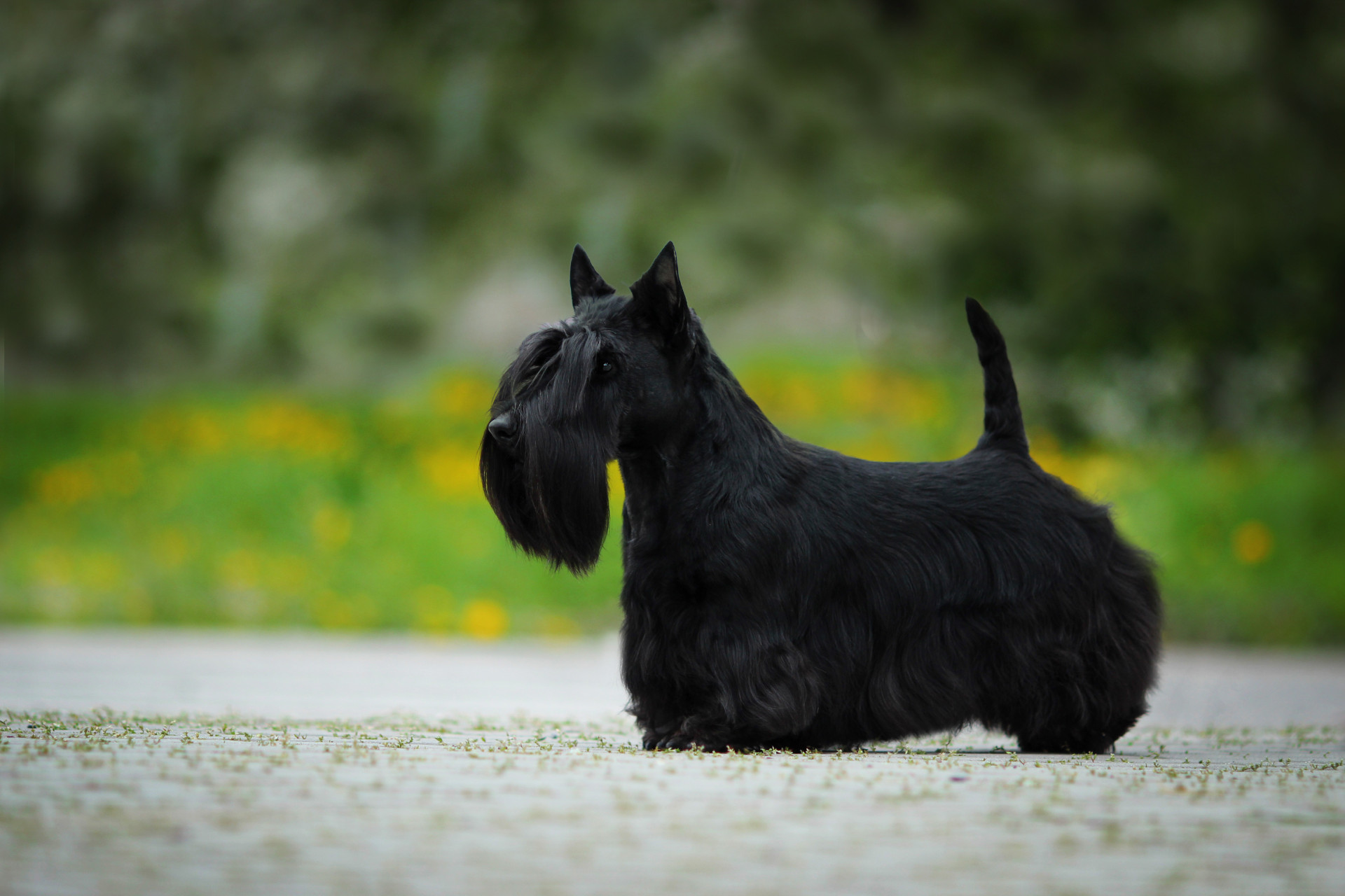 The best dog breeds to have around infants
