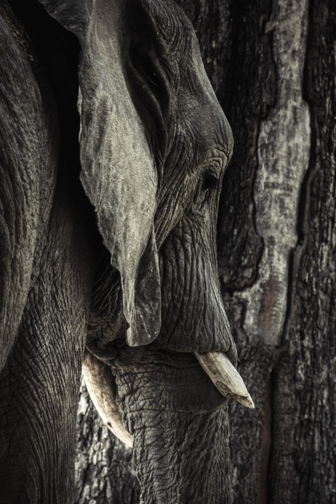 Can you spot these camouflaged creatures?