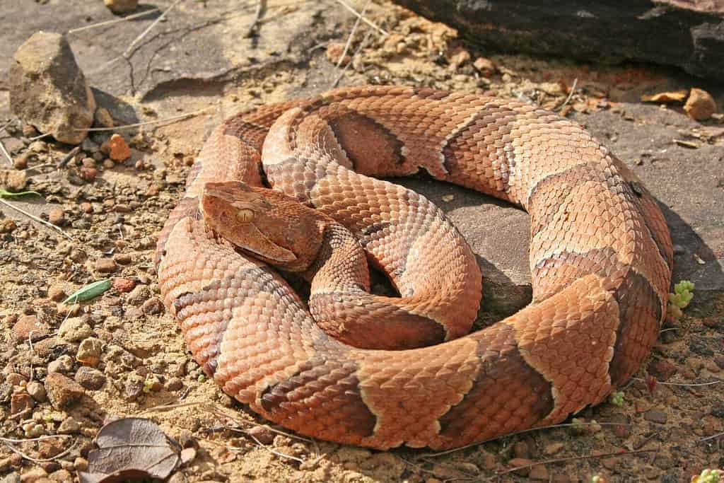 The Most Massive Copperhead Ever Recorded