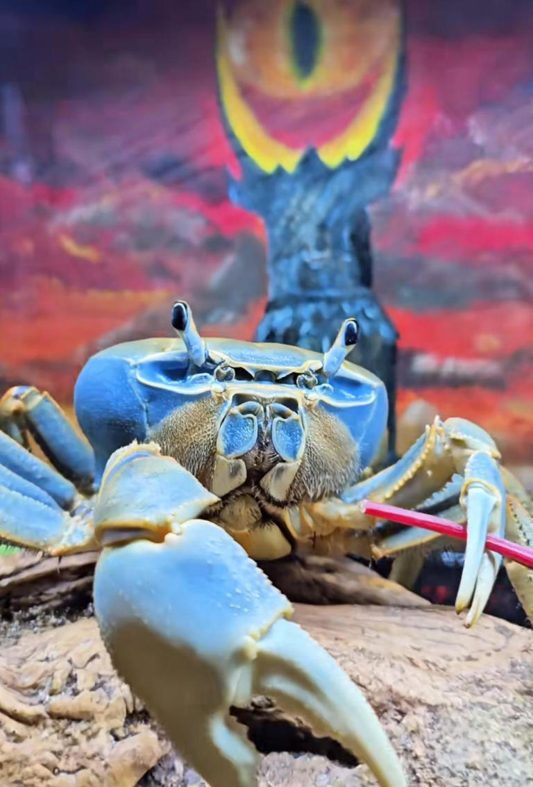 TikTok Mourns The Sudden Passing Of Beloved Howie The Crab