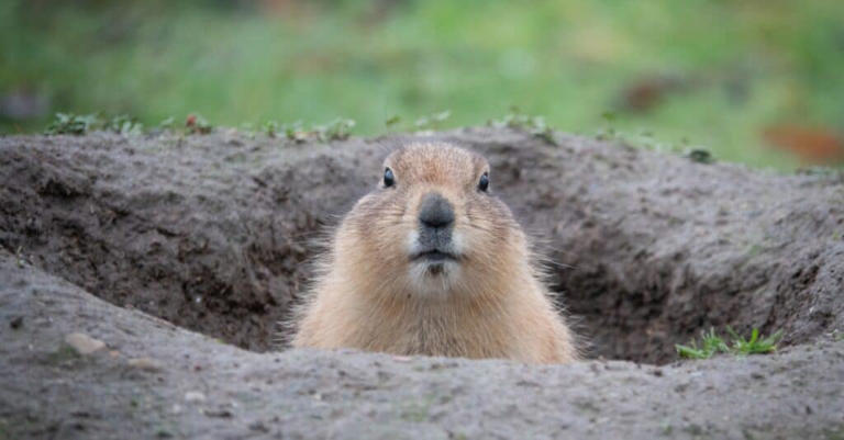 Groundhog vs Gopher: 5 Key Differences