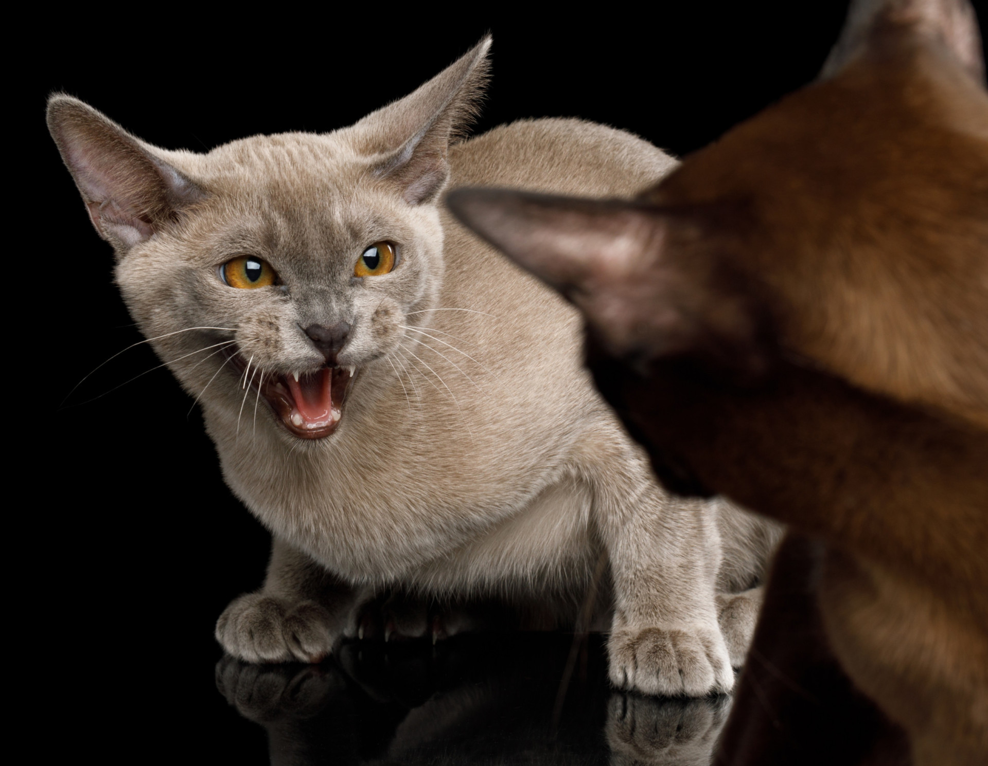 Warum fauchen Katzen, und was wollen sie damit sagen?