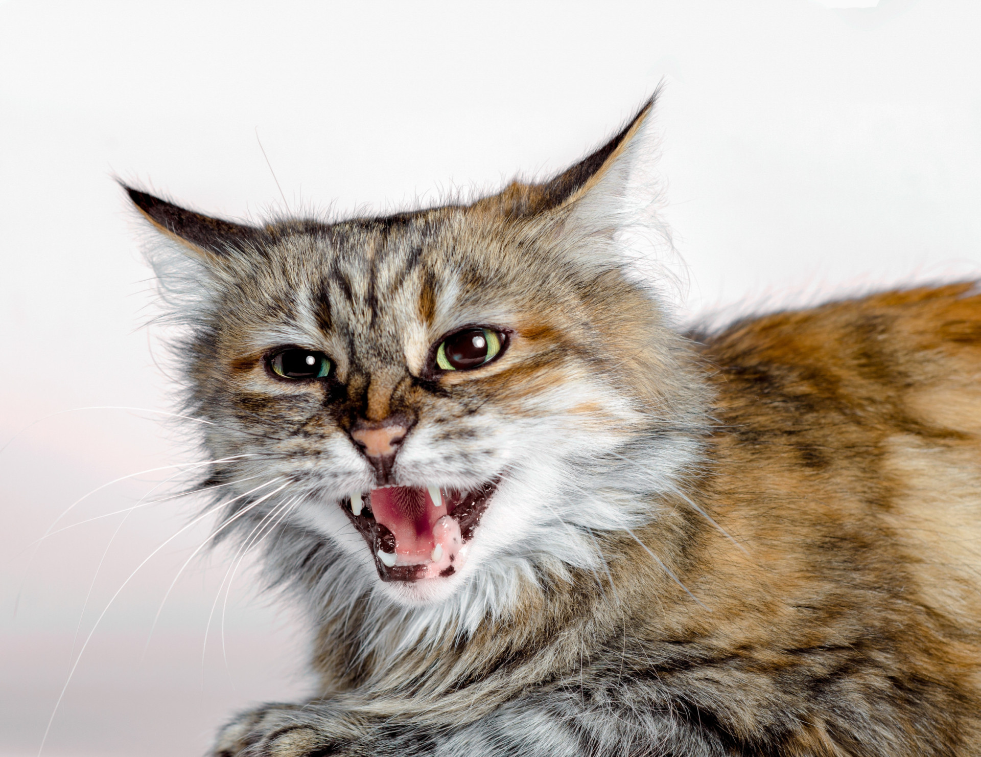 Warum fauchen Katzen und was wollen sie uns damit sagen?