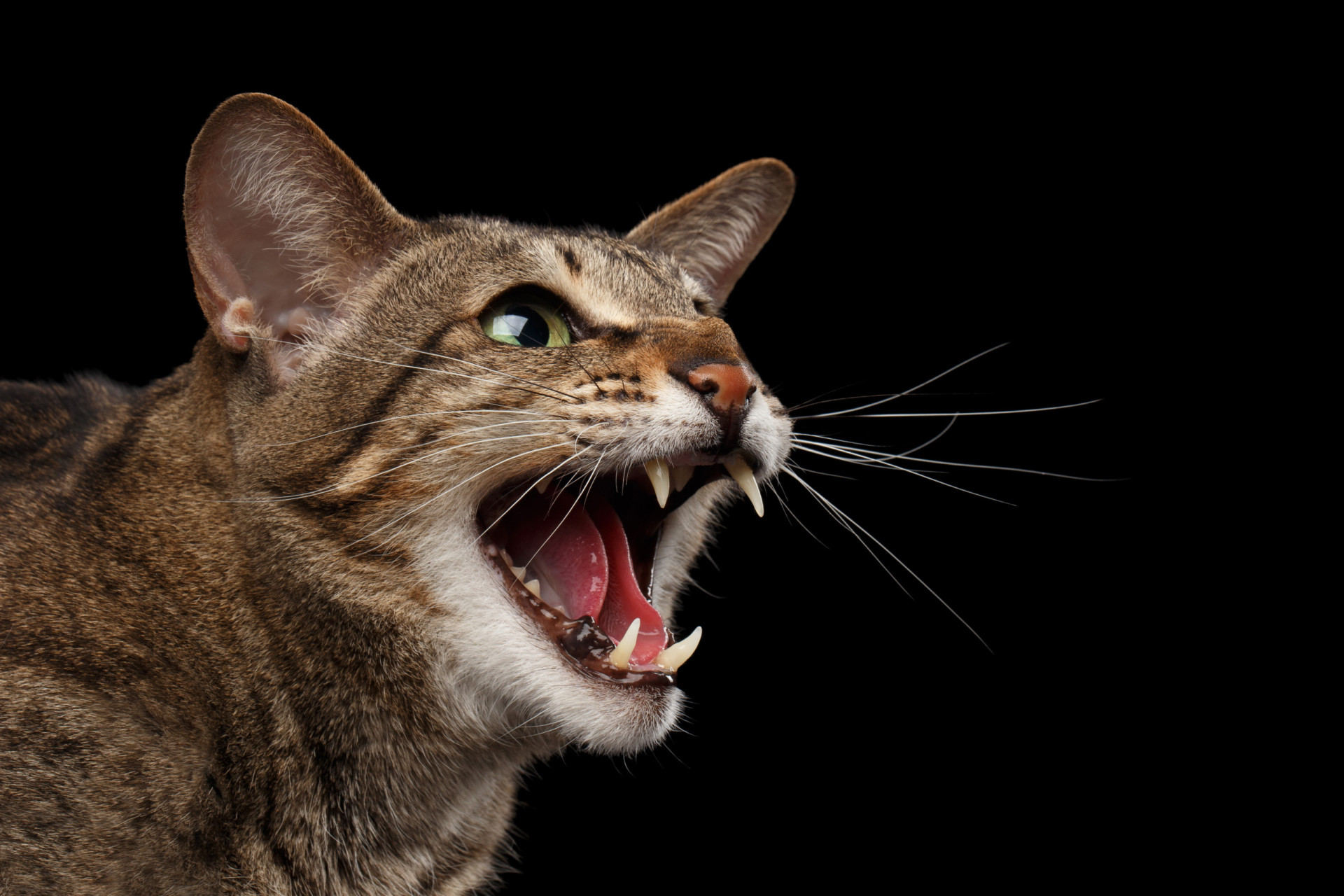 Warum fauchen Katzen und was wollen sie uns damit sagen?