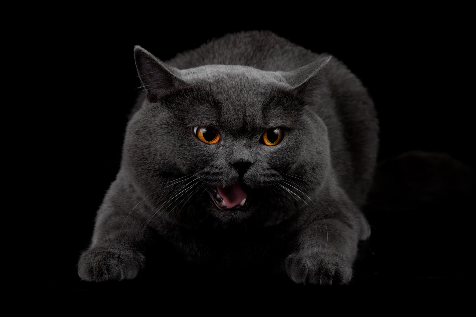 Warum fauchen Katzen, und was wollen sie uns damit sagen?