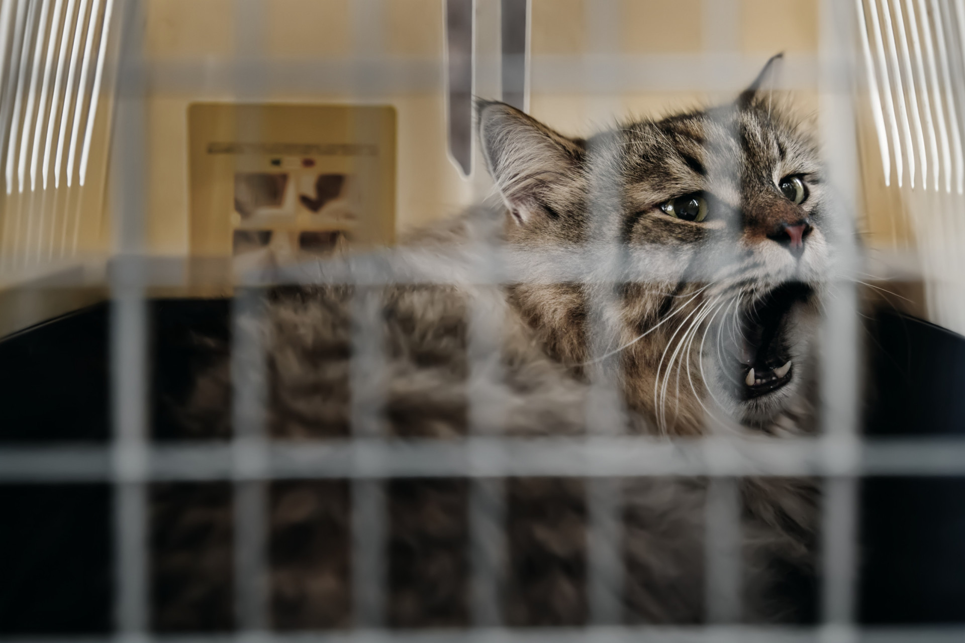 Warum fauchen Katzen, und was wollen sie uns damit sagen?
