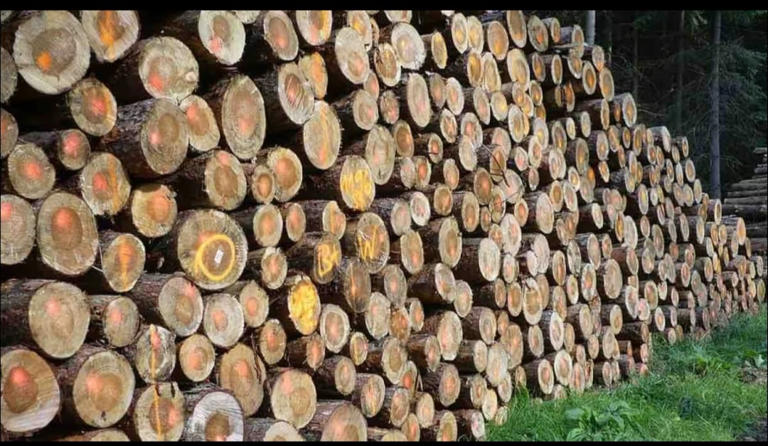 Mumbai: MOEF Issues Show Cause Notice To Maharashtra Forest Department ...