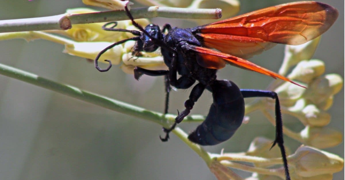 10 Most Cruel Animals in the World