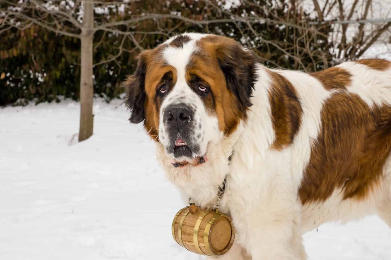 The Most Loyal Dog Breeds