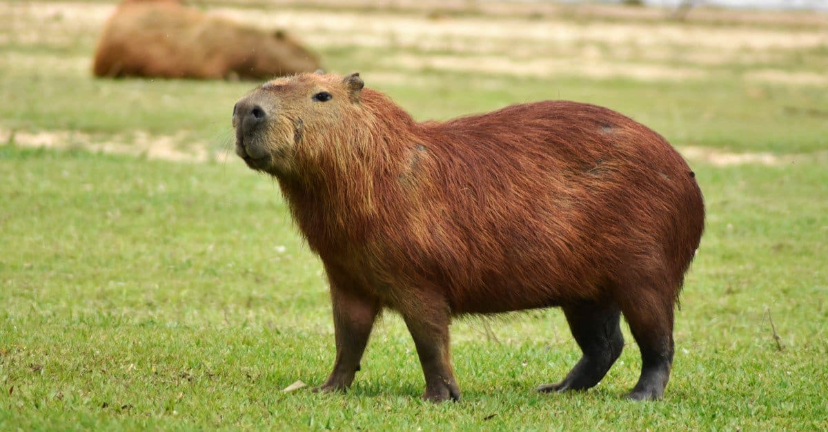 The 12 Largest Rodent Species in the World