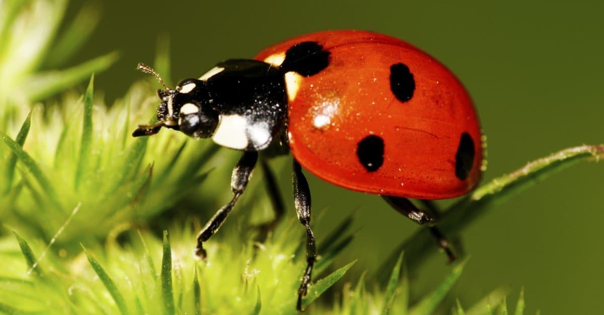 Toxic or Totally Harmless? The Truth About Orange Ladybugs