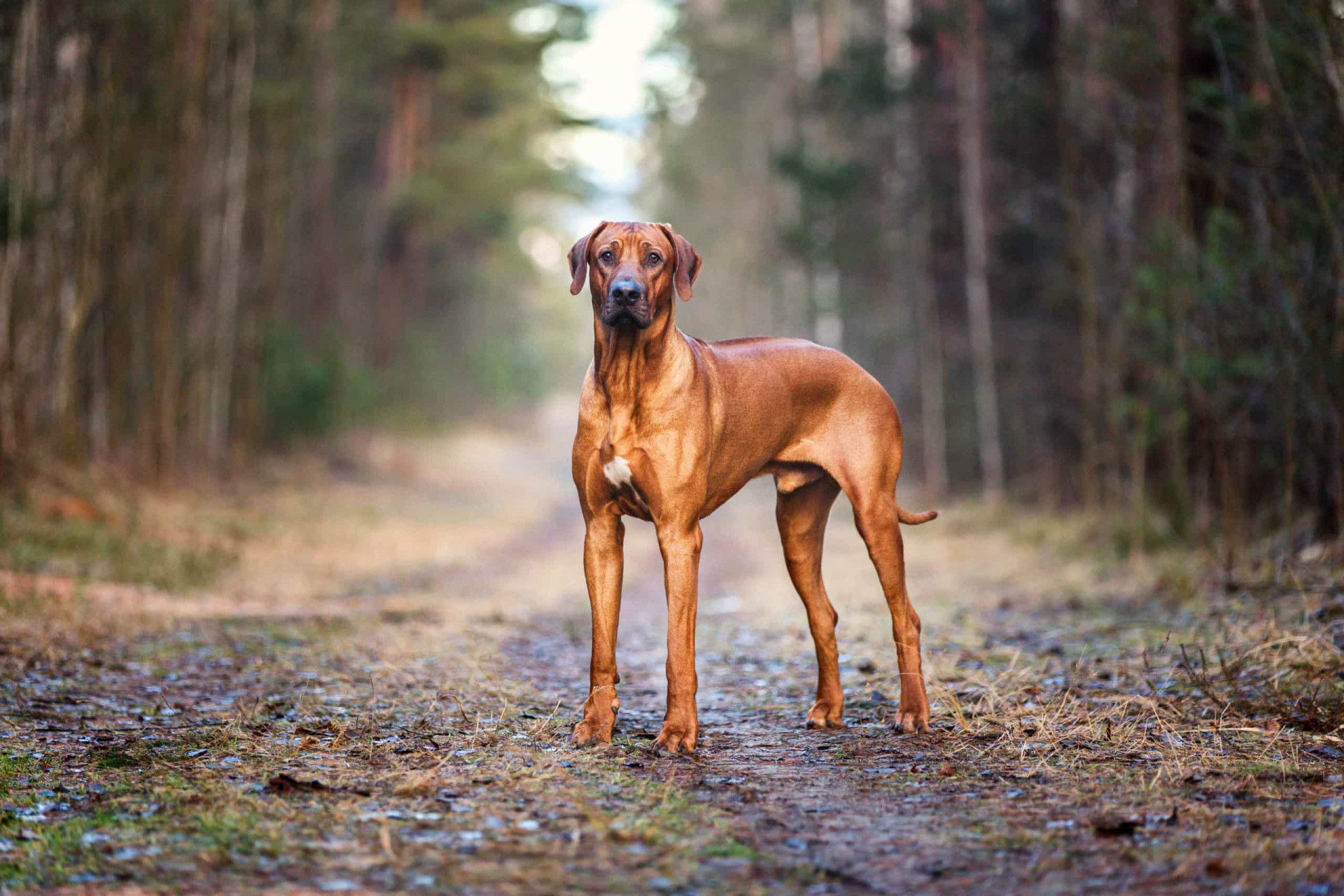 Breeds of dogs banned around the world