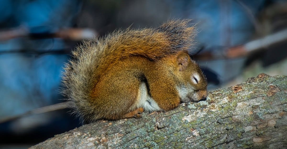 Meet the Animals Who Snooze Through the Winter Months