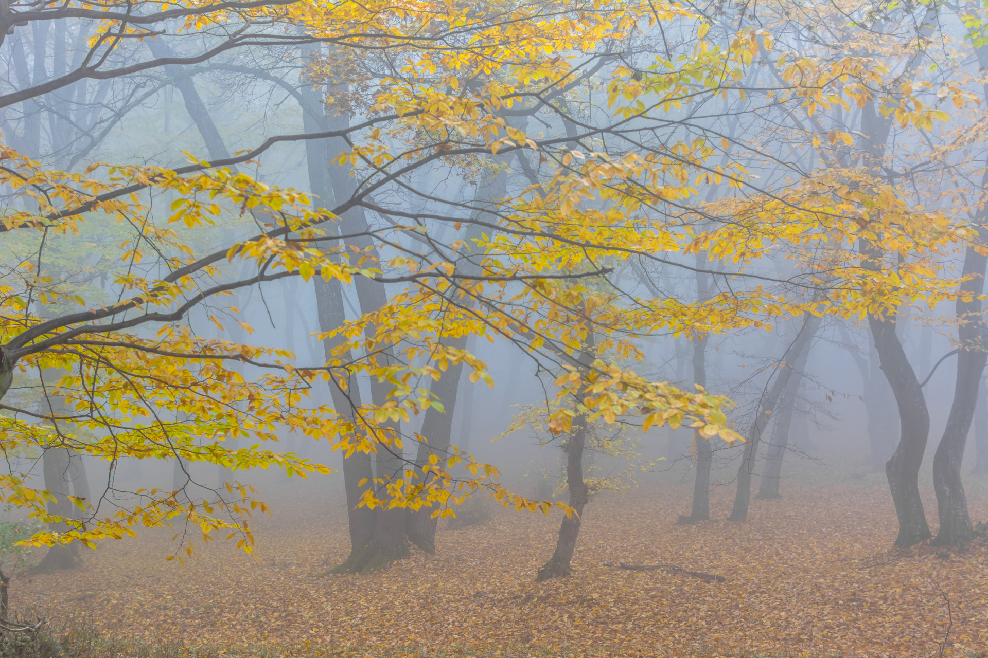 OVNI, triangle des Bermudes, paranormal: découvrez la forêt hantée la ...