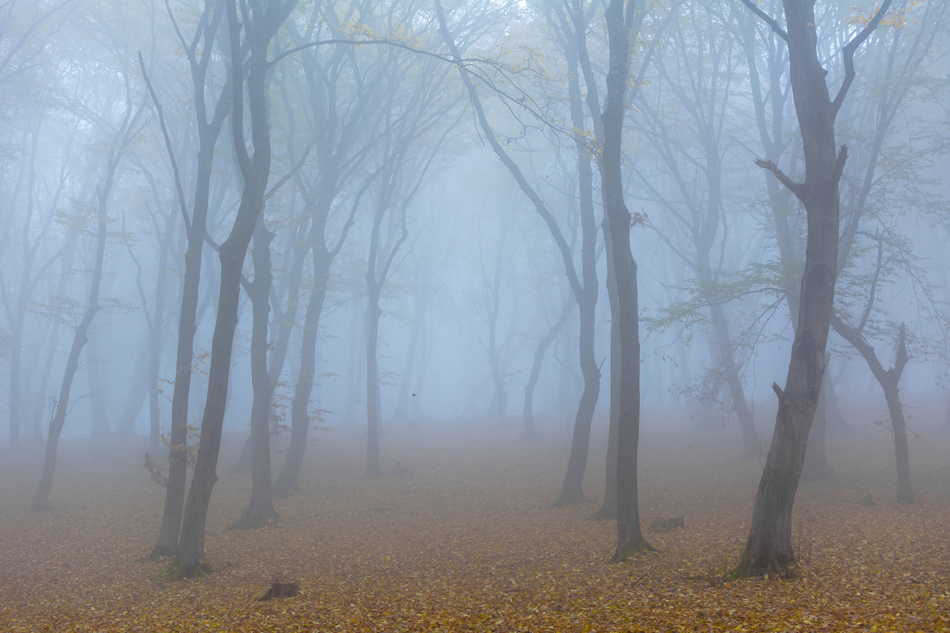 OVNI, triangle des Bermudes, paranormal : découvrez la forêt hantée la ...