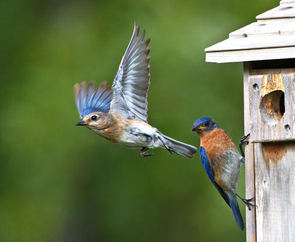 How To Attract Bluebirds To Your Garden, According To An Expert