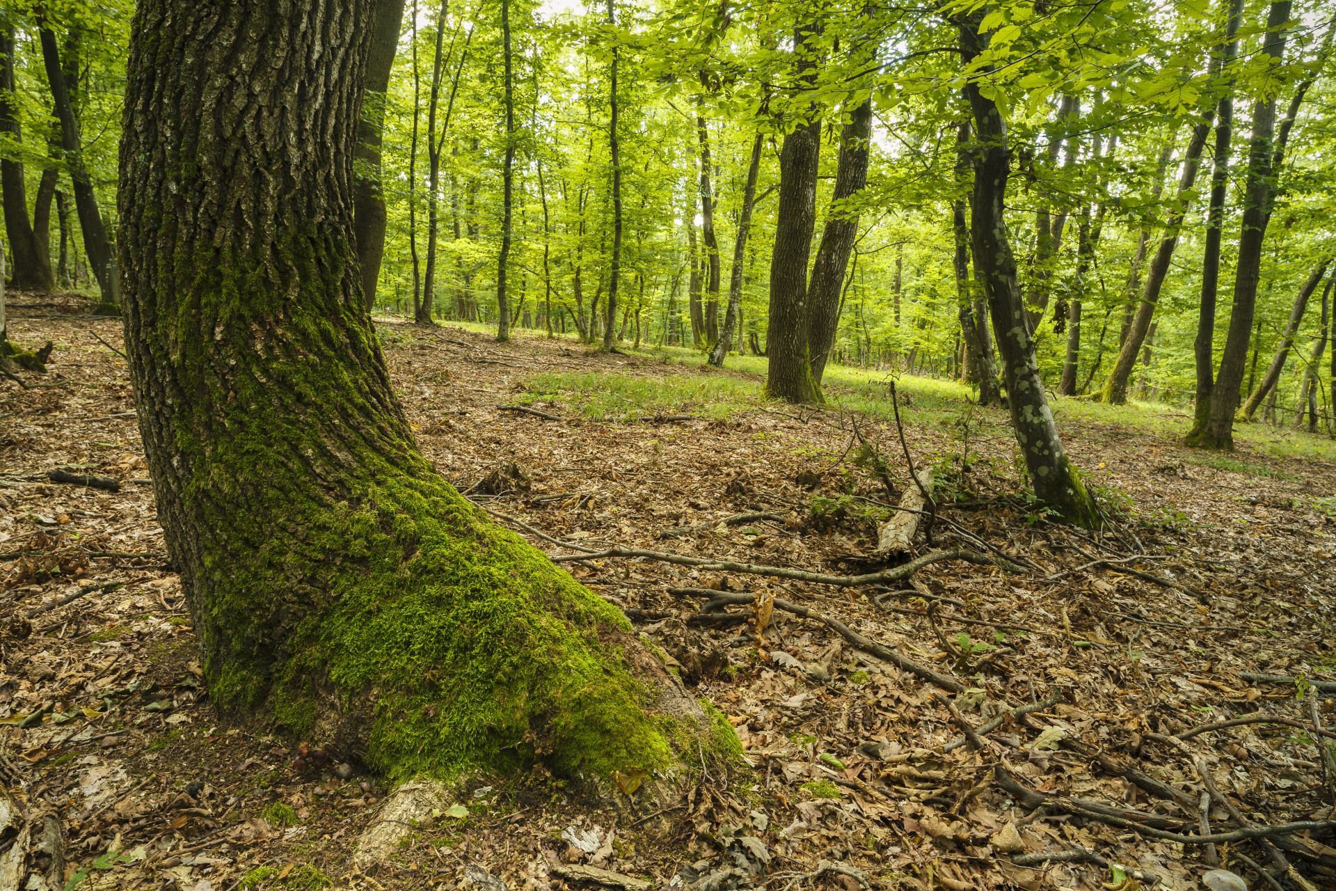 Partez au cœur de la forêt hantée la plus terrifiante