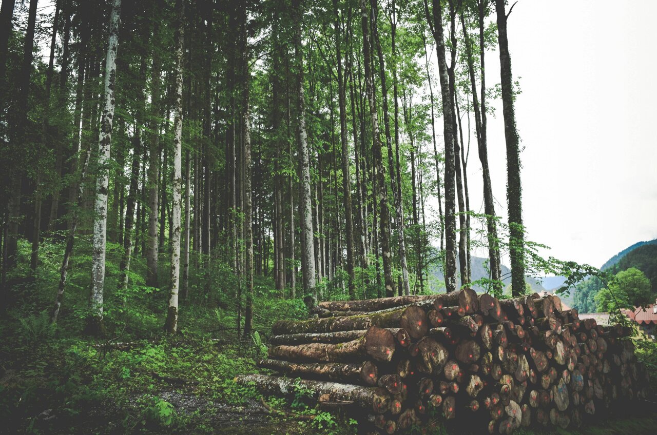 UK must grow more of its own wood to meet climate goals—new research