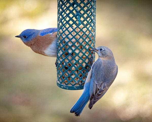 How To Attract Bluebirds To Your Garden, According To An Expert