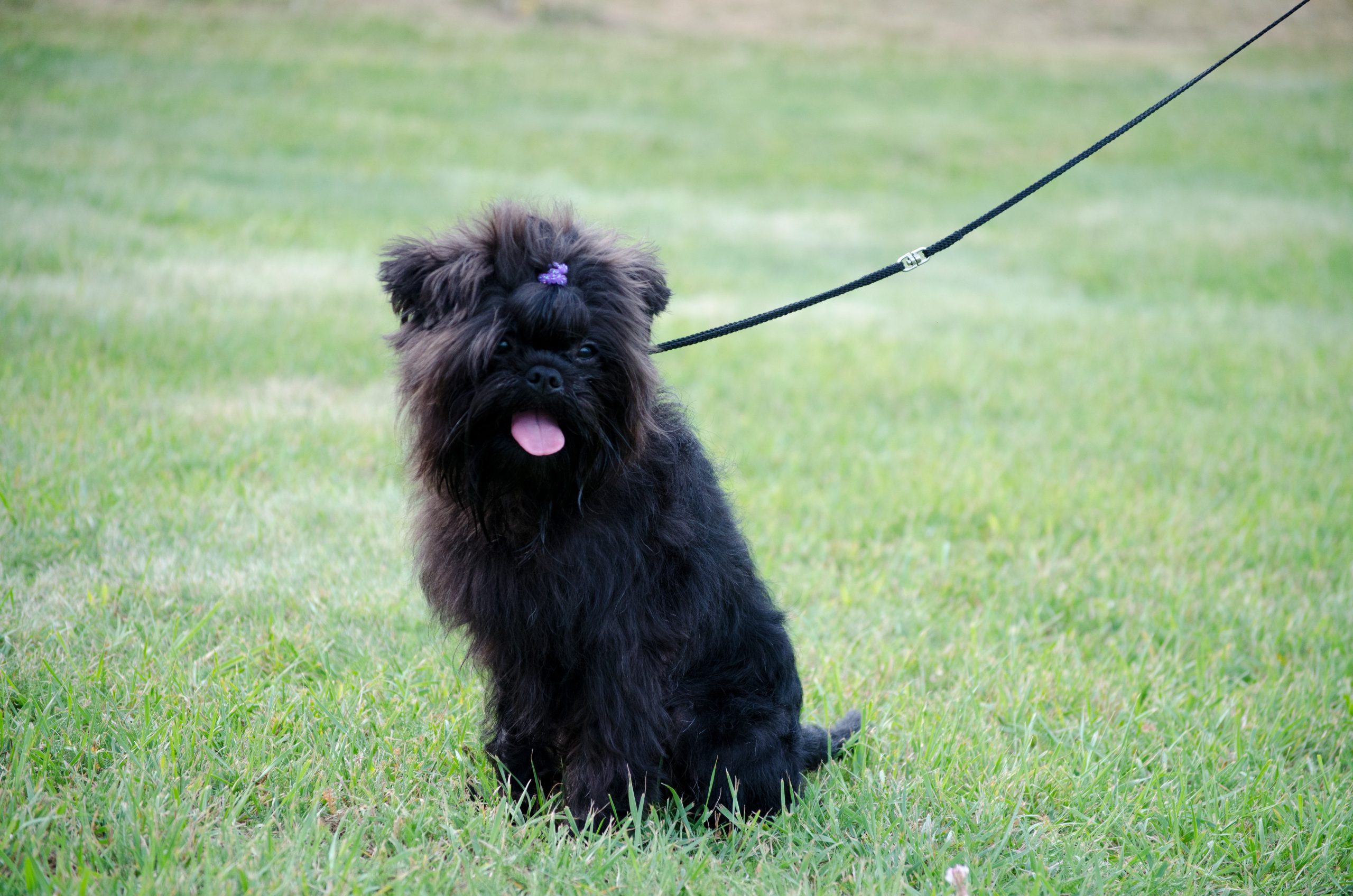 15 Best Apartment Dog Breeds for Small Spaces